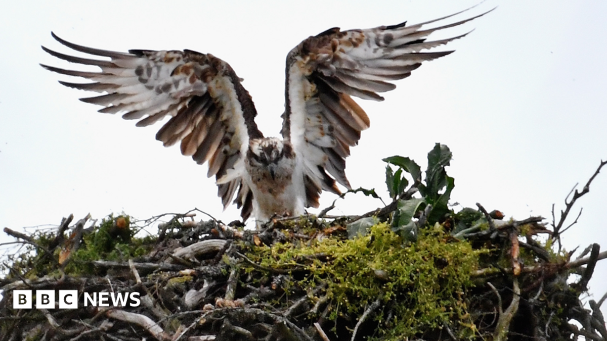 Gilestone Farm: Minister denies wasting money in osprey farm row - BBC News