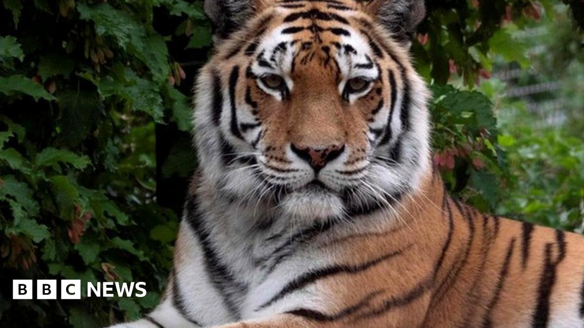 Tiger kills Zurich zookeeper in front of visitors and staff - BBC News