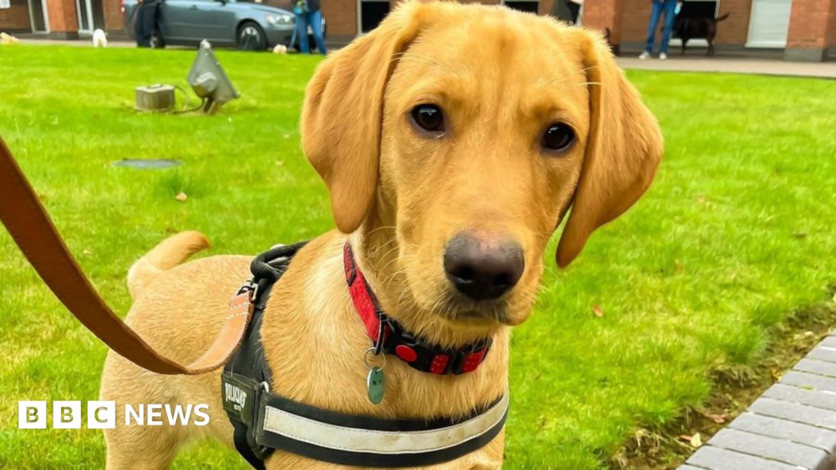 Dog joins Northamptonshire Police to help officers' wellbeing - BBC News