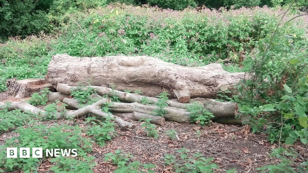 Slough tree cutting 'mystery' in Upton Court Park - BBC News