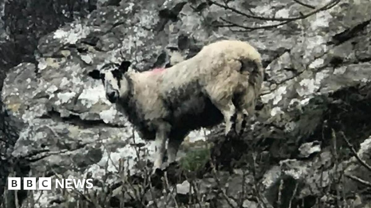 Derbyshire: RSPCA appeal to dog walkers after four sheep die - BBC News