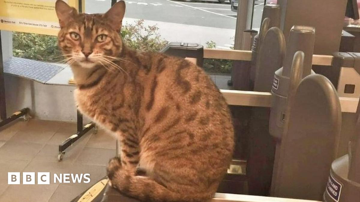 Calls for statue to honour Liverpool station cat - BBC News