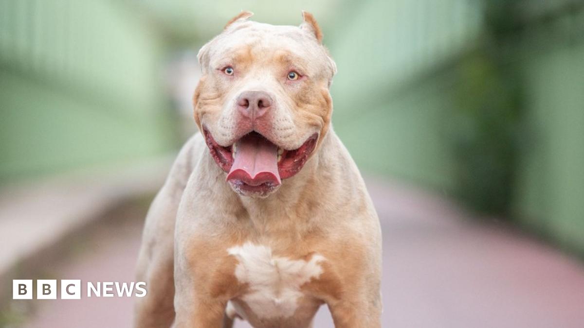 Woman hurt after breaking up XL bully fight in Holt - BBC News