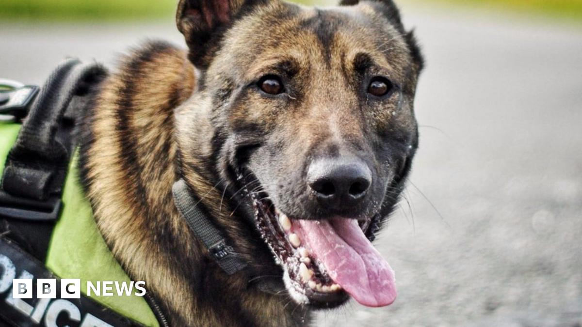 Lancashire Police dog shot dead after mauling handler - BBC News