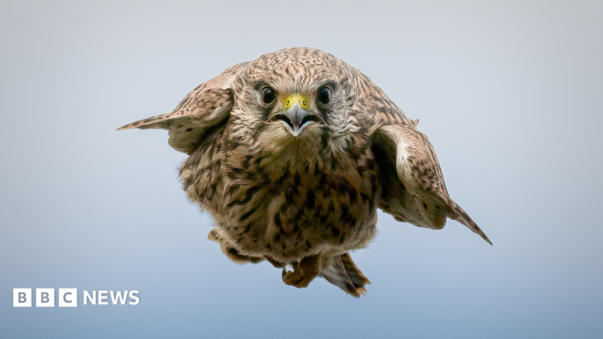 Cornwall photographer catches 'once in a lifetime' kestrel picture ...