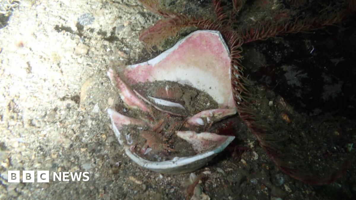 Fishermen criticise Scottish government's emergency reef order - BBC News