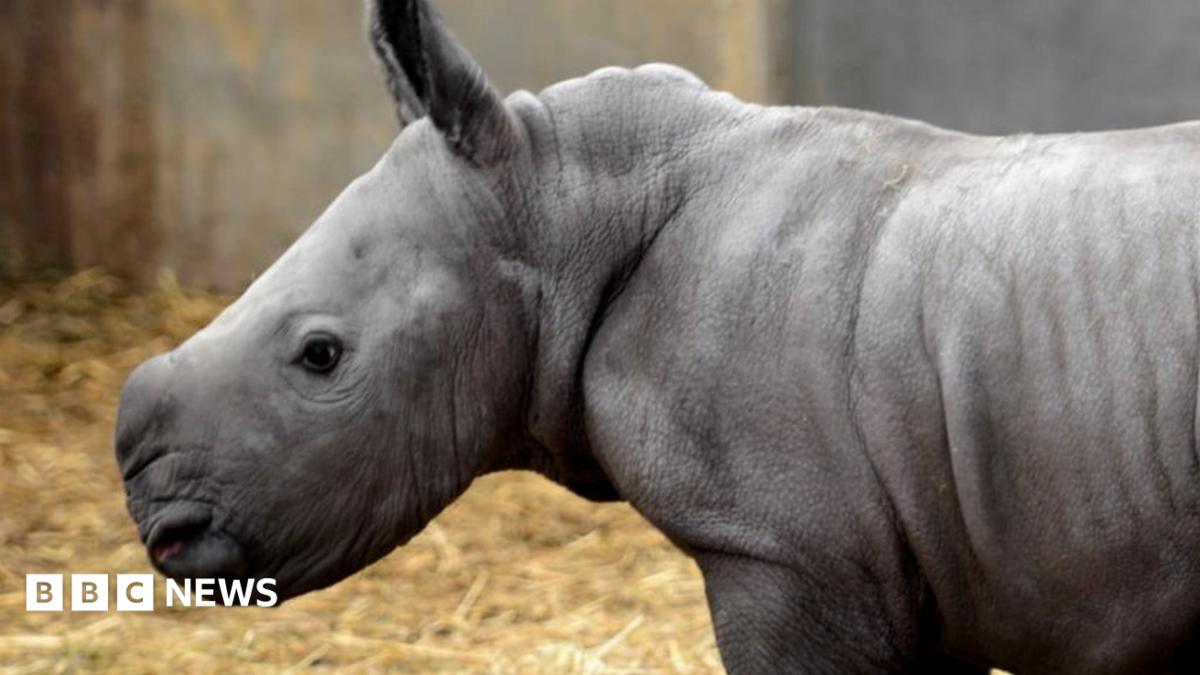 Baby Rhino named Queenie to mark Queen's Jubilee year - BBC News