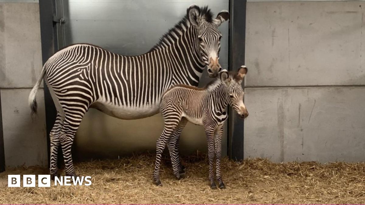Rare Grevy's zebra born at West Midland Safari Park - BBC News