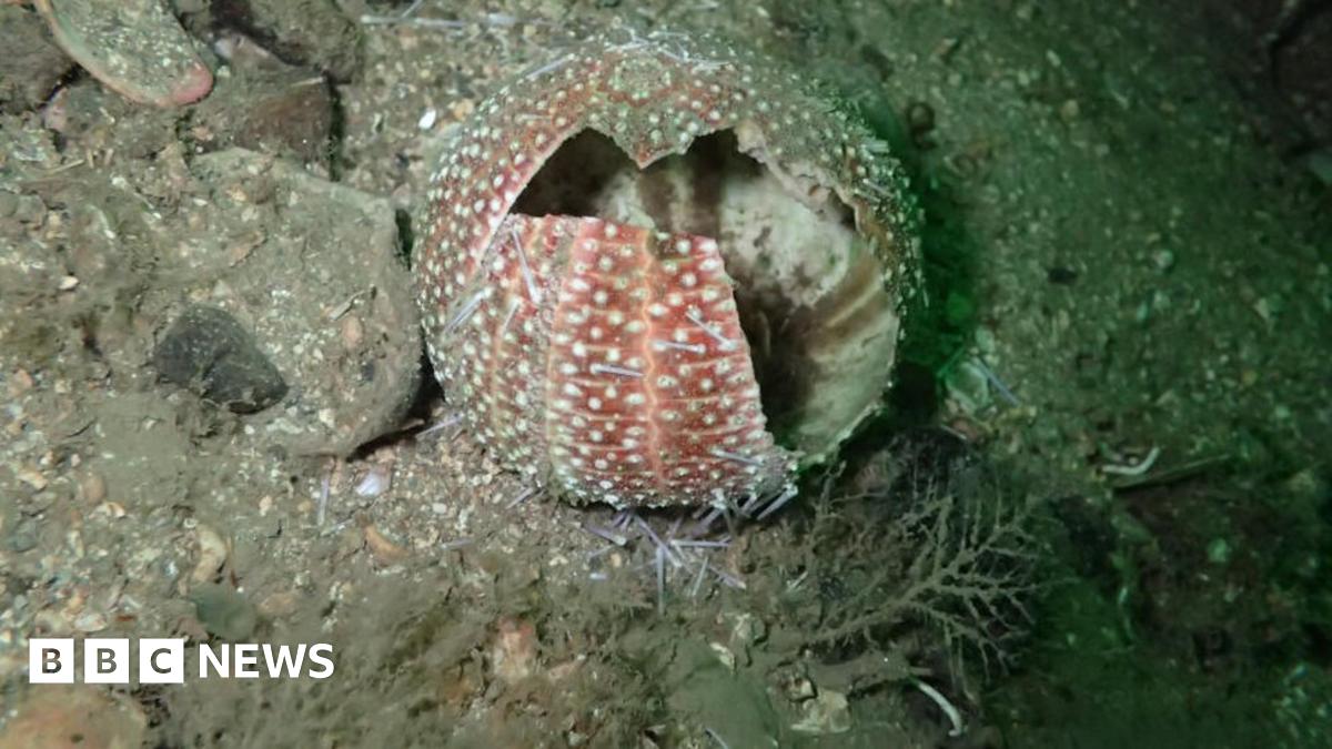 Damaged flame shell reef declared protected area - BBC News