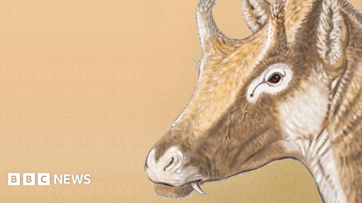 Giraffe's long lost cousin found? - BBC News