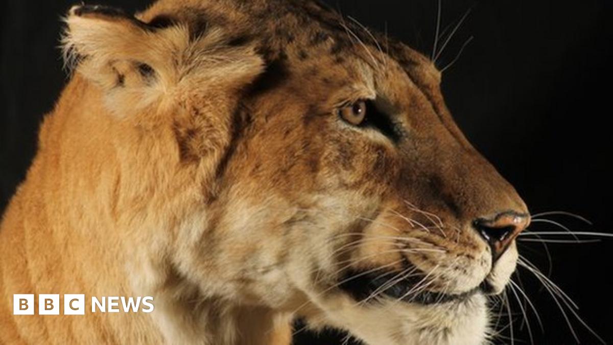 Manchester Museum displays tigon, lion and tiger cross-breed - BBC News