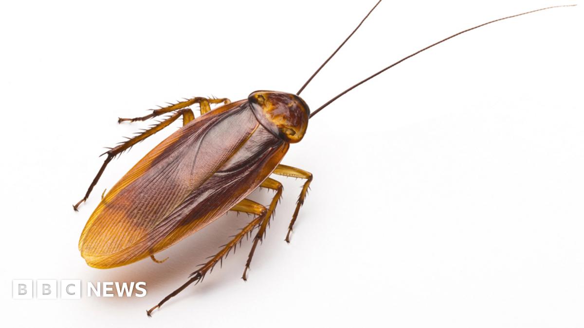 How cockroaches could save lives - BBC News