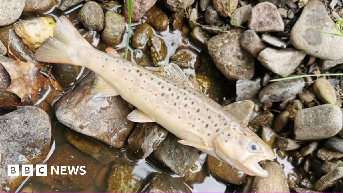 River Dulas pollution: Thousands of fish dead - BBC News