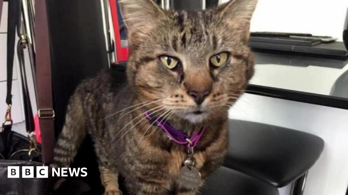 Cats need change in road accident law, campaigner urges - BBC News