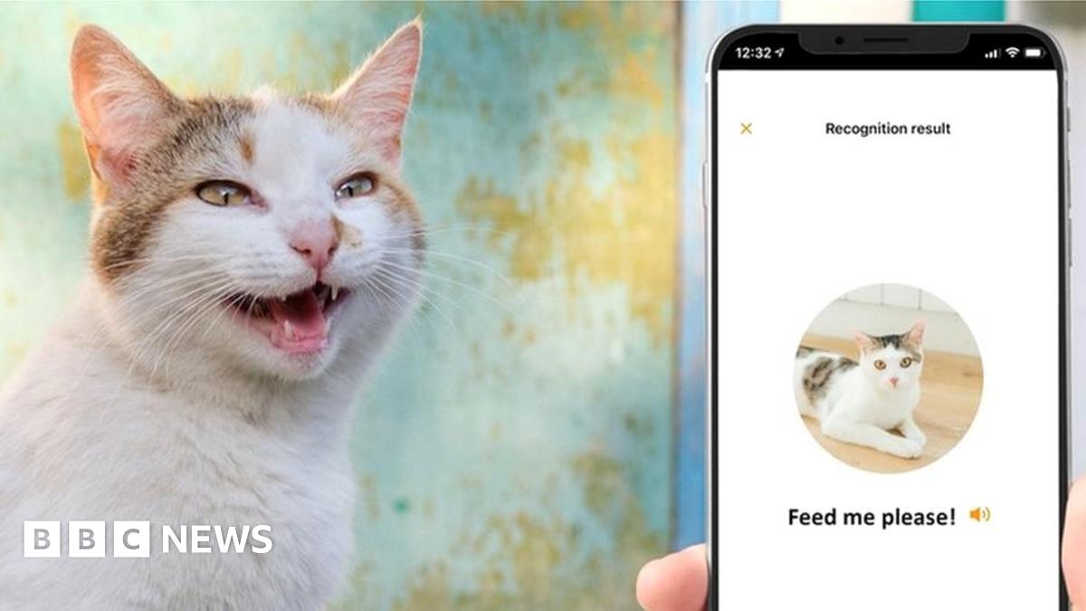 MeowTalk: Alexa developer’s app to translate cat’s miaow - BBC News