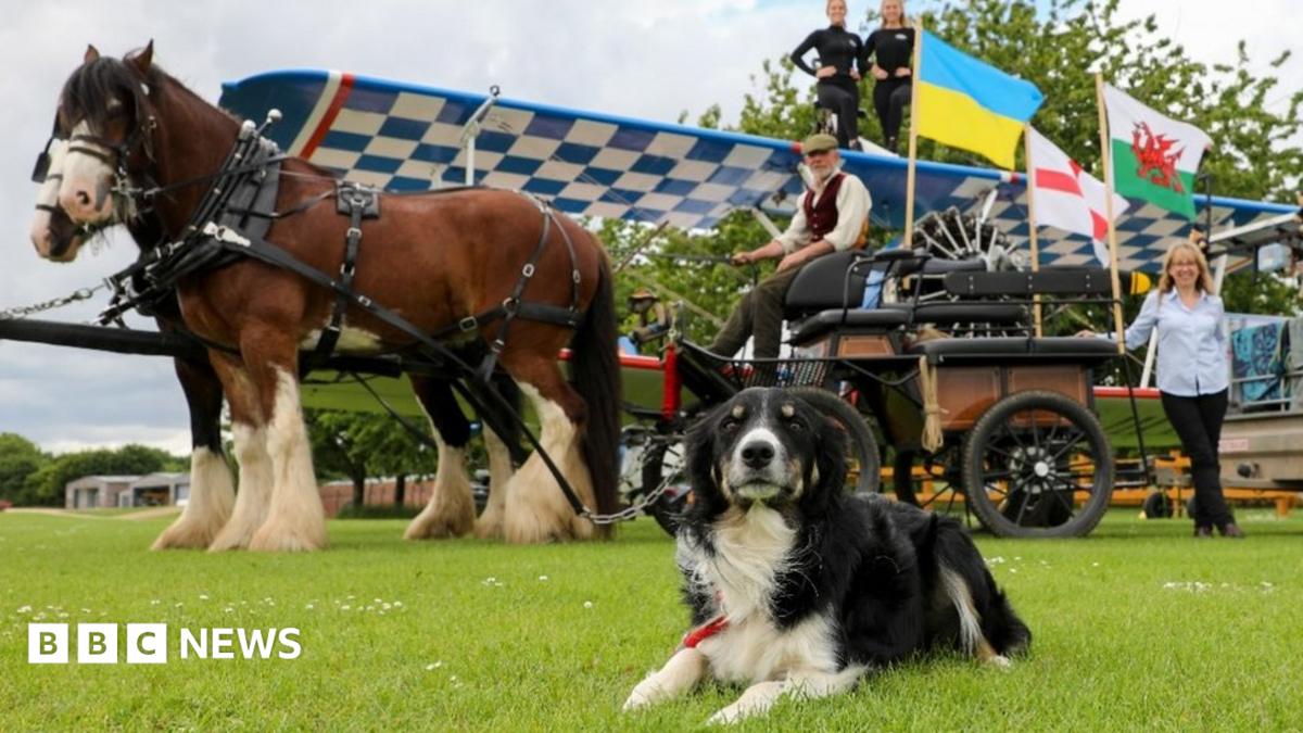 Shire horse hits car during Gloucestershire charity challenge - BBC News