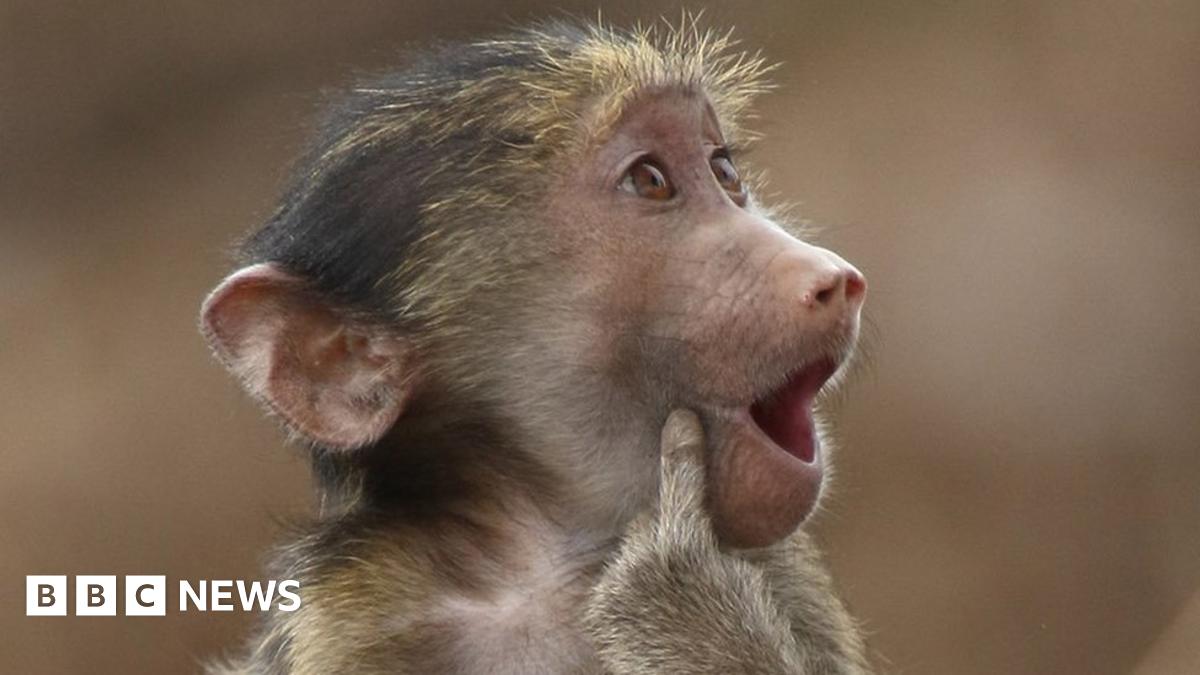 Bears, birds and kangaroos: Comedy Wildlife Photo Awards - BBC News