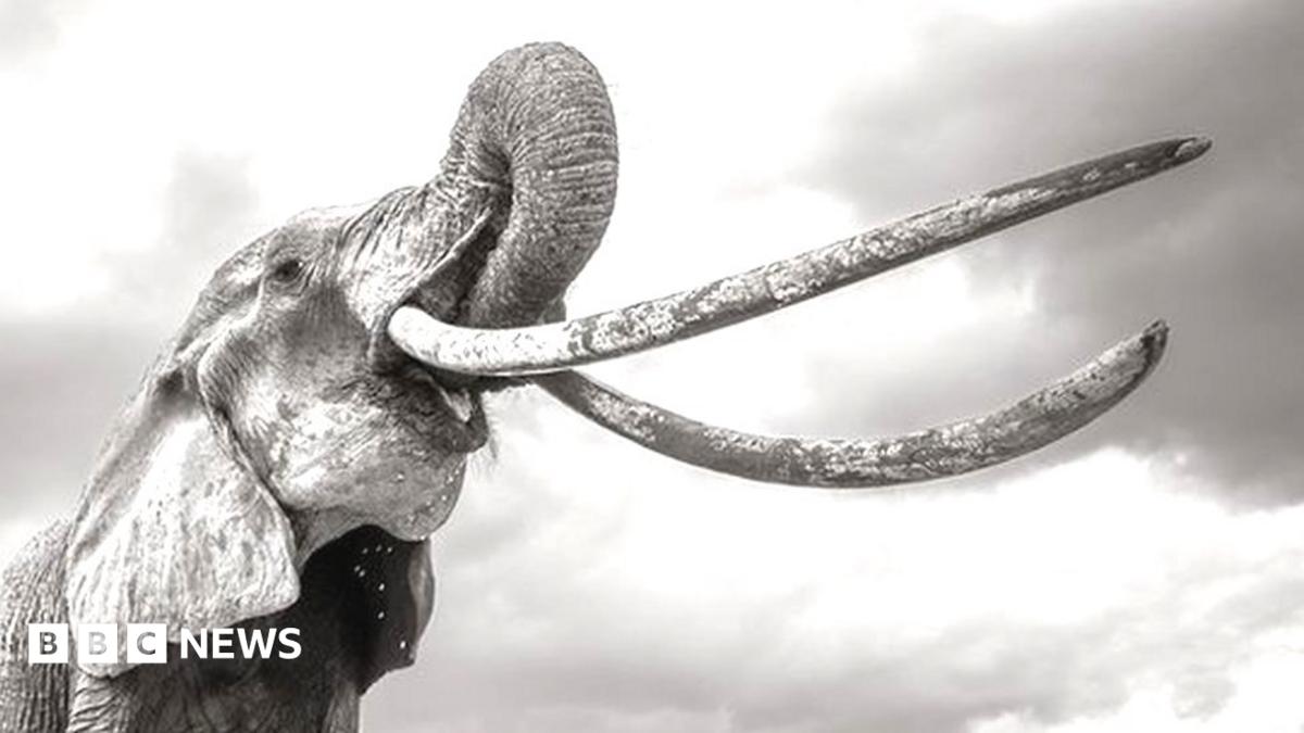 Last photos of Kenya's 'elephant queen' - BBC News