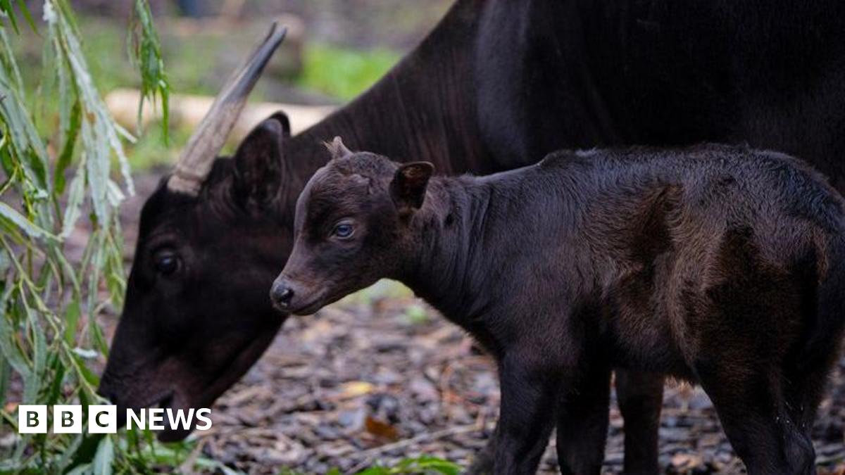 Film of world's smallest wild cattle birth special - Chester Zoo - BBC News