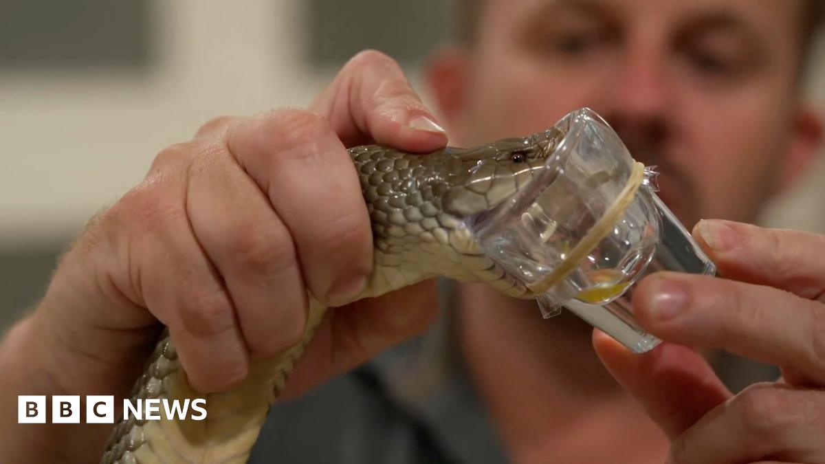 The poison paradox: How Australia's deadliest animals save lives - BBC News