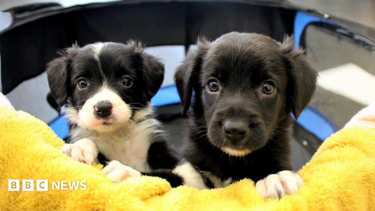 Researchers to follow puppies through their entire lives - BBC News