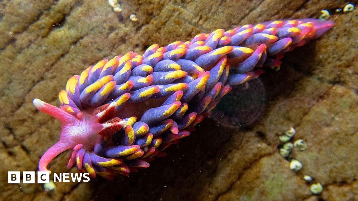 'Beautiful' colourful sea slug found in Wembury rock pool - BBC News