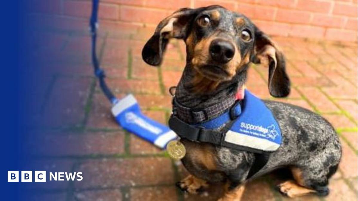 Sheffield: Support Dogs charity plans expansion with new offices - BBC News