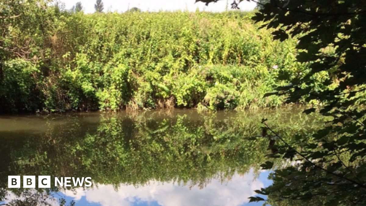 River Mole: Public opinion sought on flood alleviation scheme - BBC News
