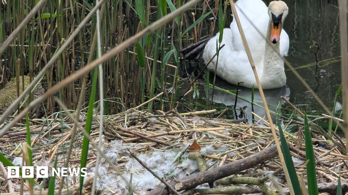 Milton Keynes swan eggs destroyed by vandals again - BBC News