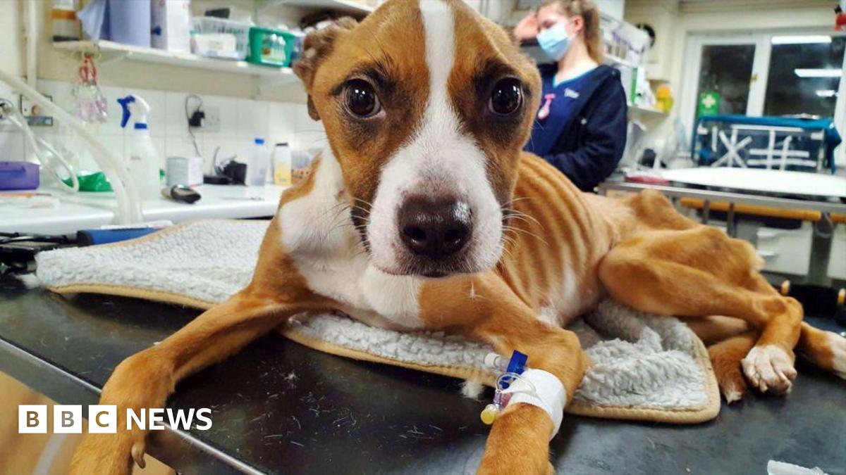 RSPCA warns animal neglect could increase over Christmas period - BBC News