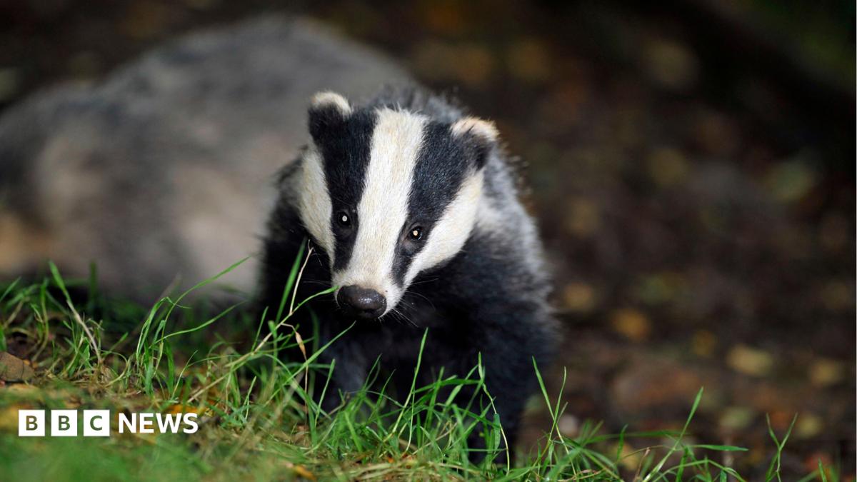 Badger burrows force closure of rural road at risk of collapse - BBC News