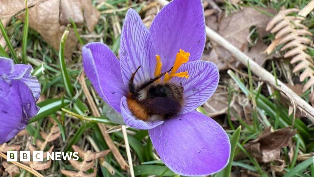 Nottingham crocus is focus of conservation effort - BBC News