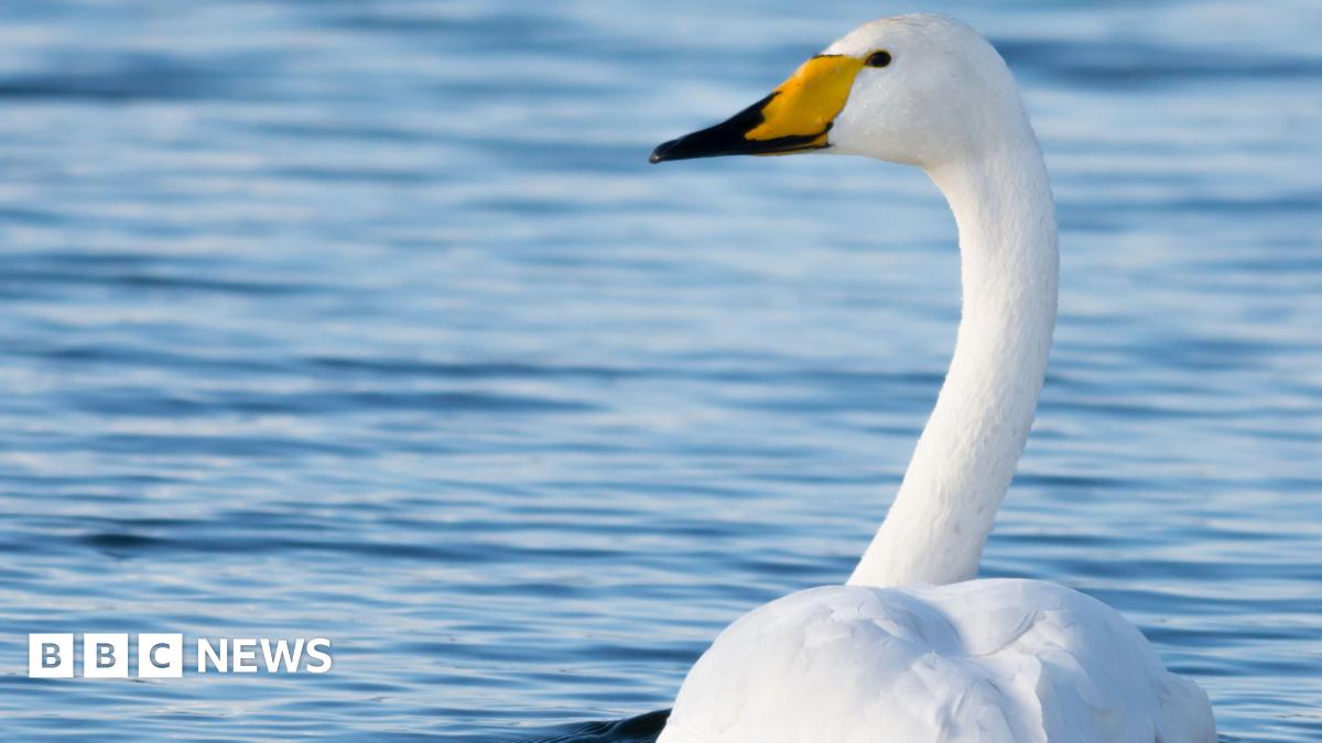 Animal cruelty investigation after swans die in Llanelli - BBC News