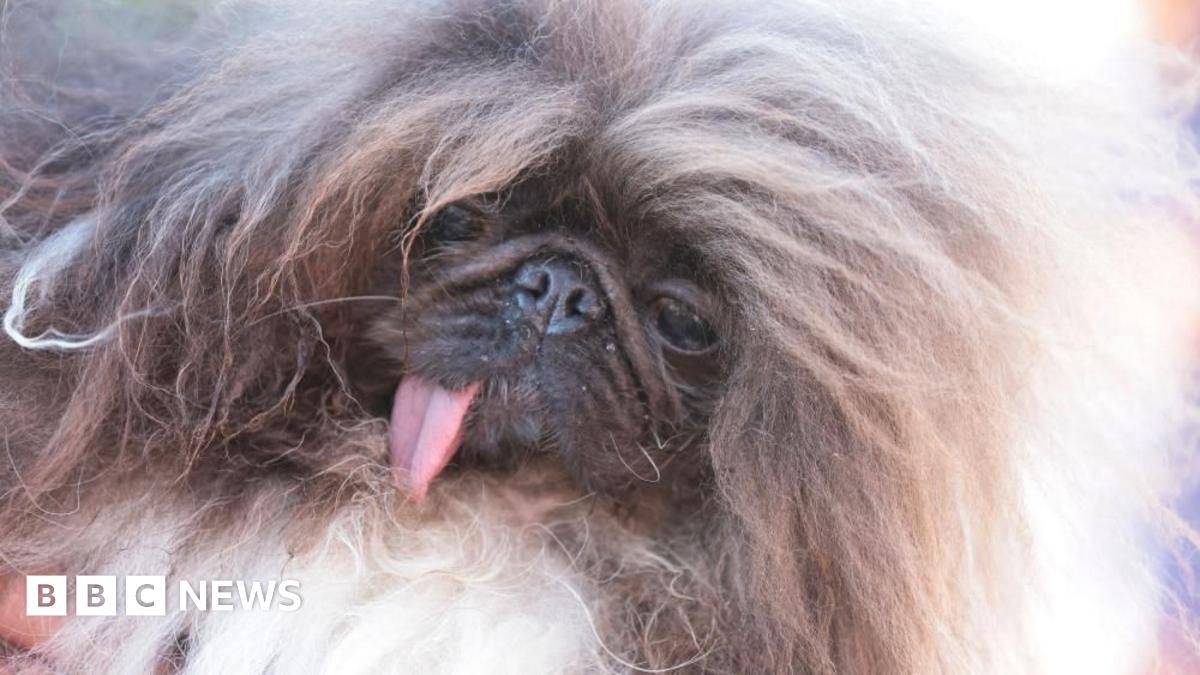 World's ugliest dog contest won by Wild Thang - BBC News