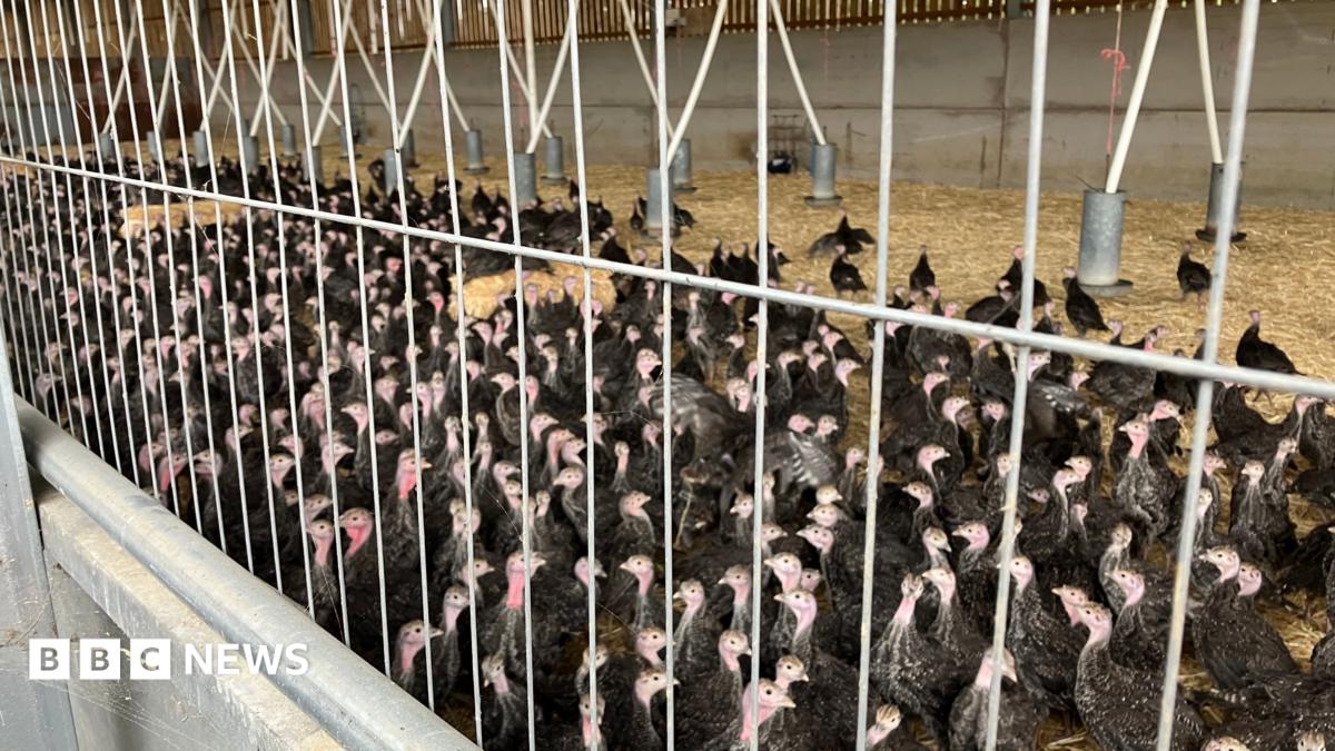 Bird flu: Outbreak in Republic of Ireland close to border with Northern ...