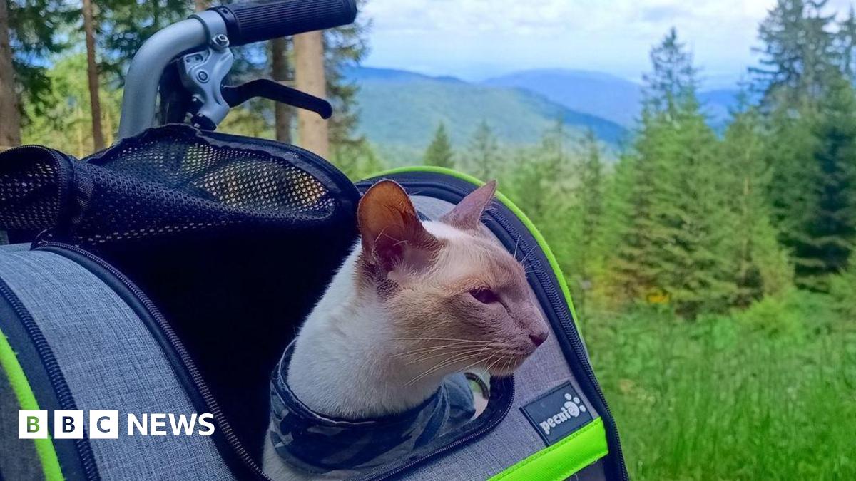 Great Ashby cat goes on adventure holidays in a backpack - BBC News