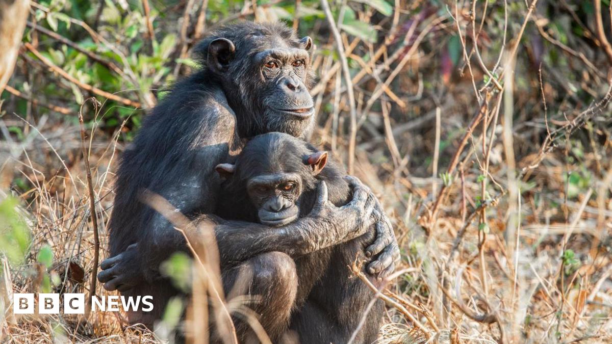 Durham Uni study finds chimpanzees more empathetic than assumed - BBC News