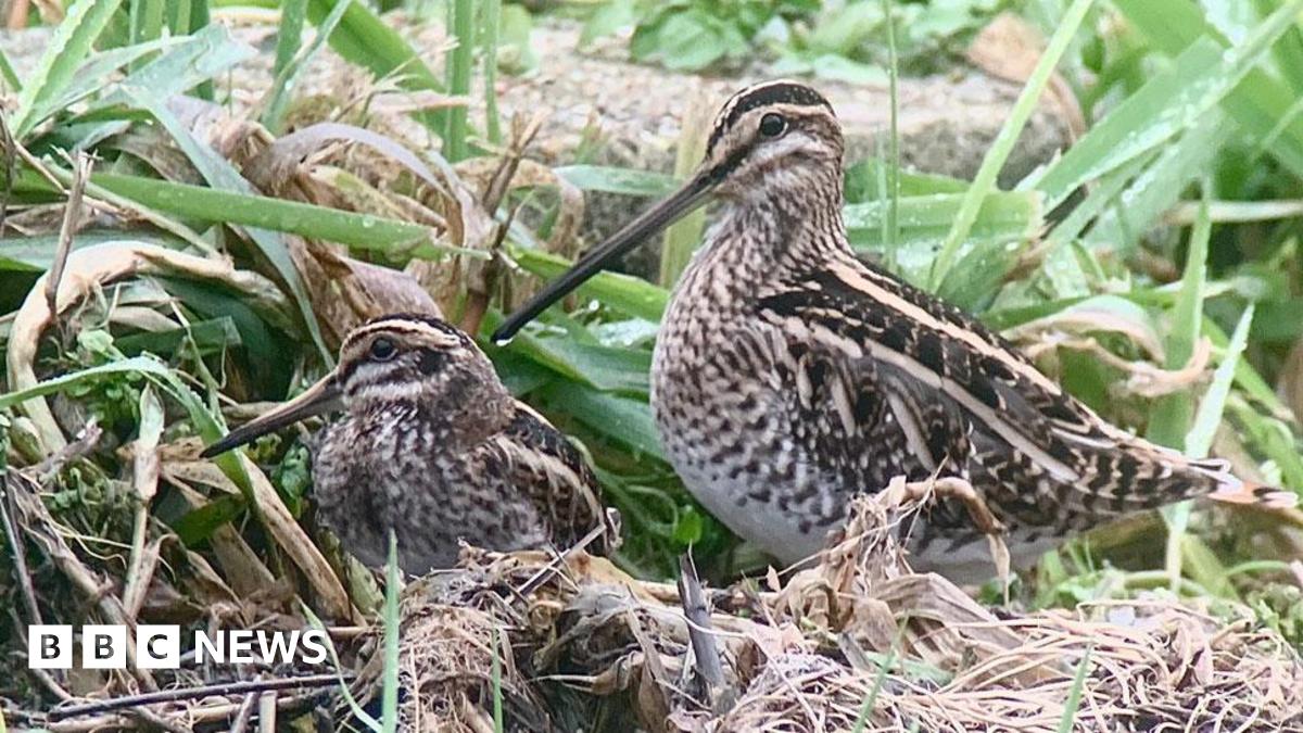 Birdwatchers flock to Welwyn to see rare jack snipe sighting - BBC News