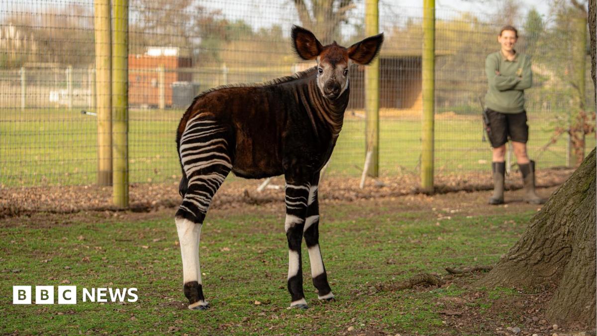 Baby okapi Neo makes public debut at Yorkshire Wildlife Park - BBC News