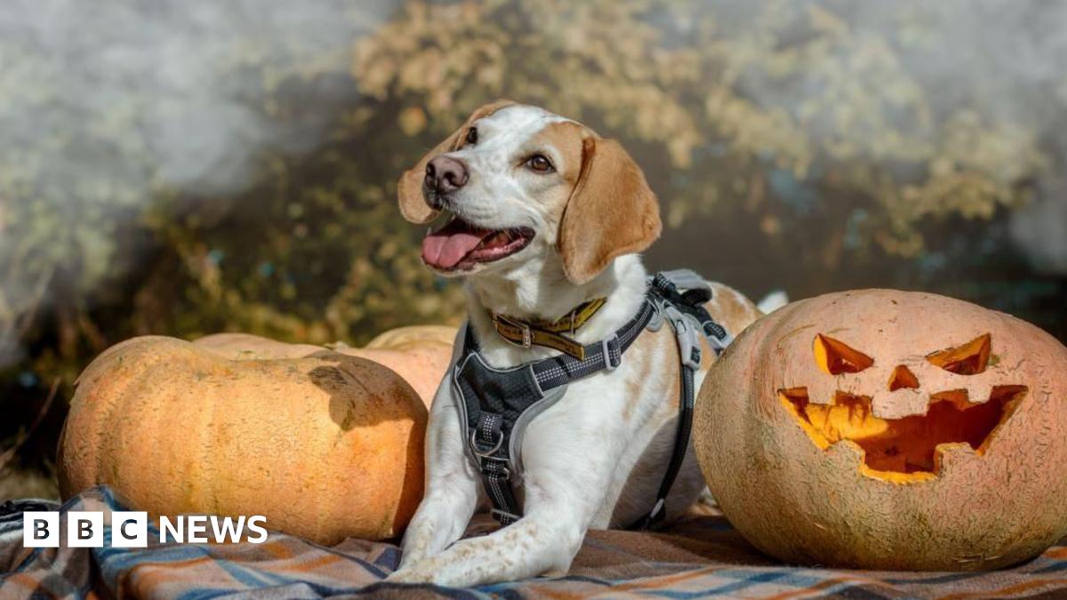 Kenilworth rescue centre dogs get spooky in Halloween rehoming plea ...