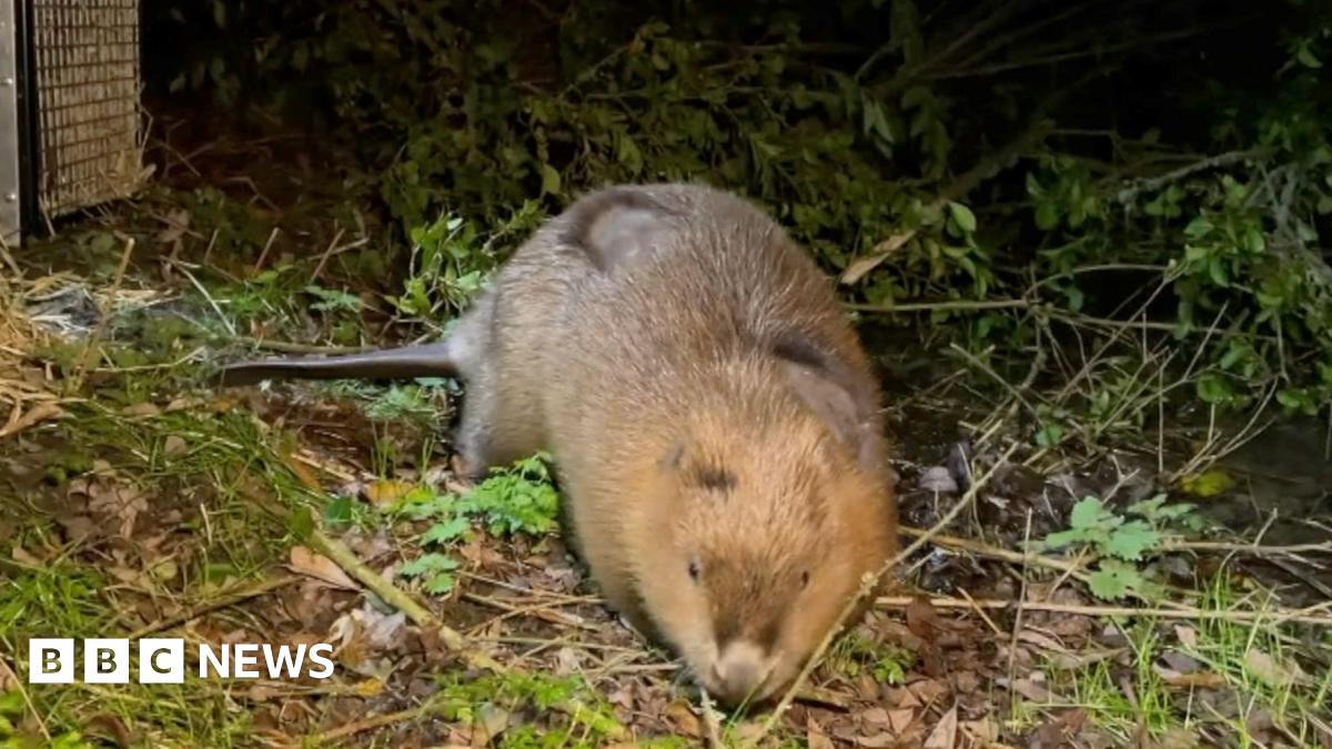 Beavers released in Hampshire's South Downs National Park - BBC News