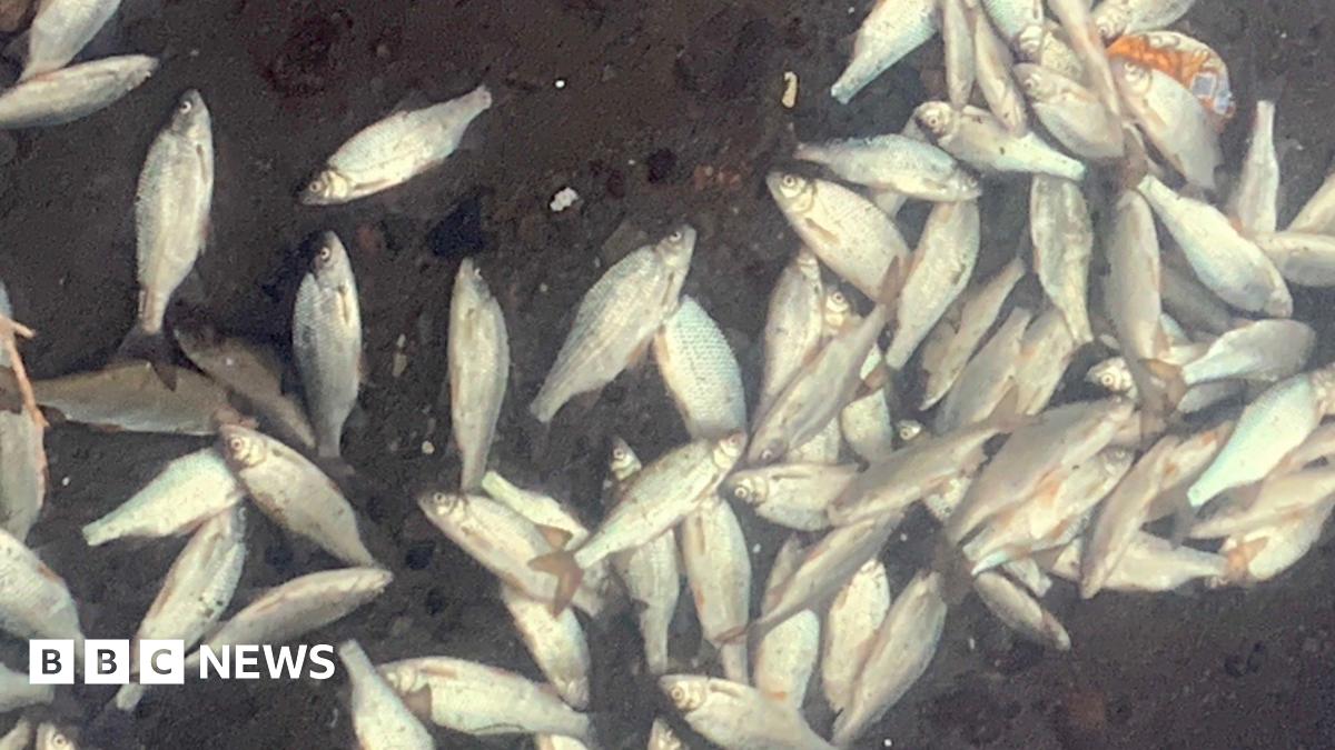 Hundreds of fish found dead in Linlithgow Loch - BBC News