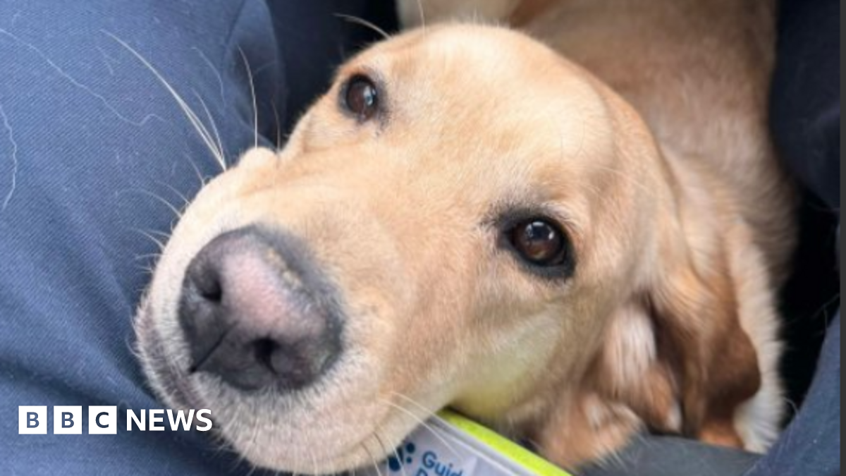 Hull guide dog user warns taxi drivers to follow law - BBC News