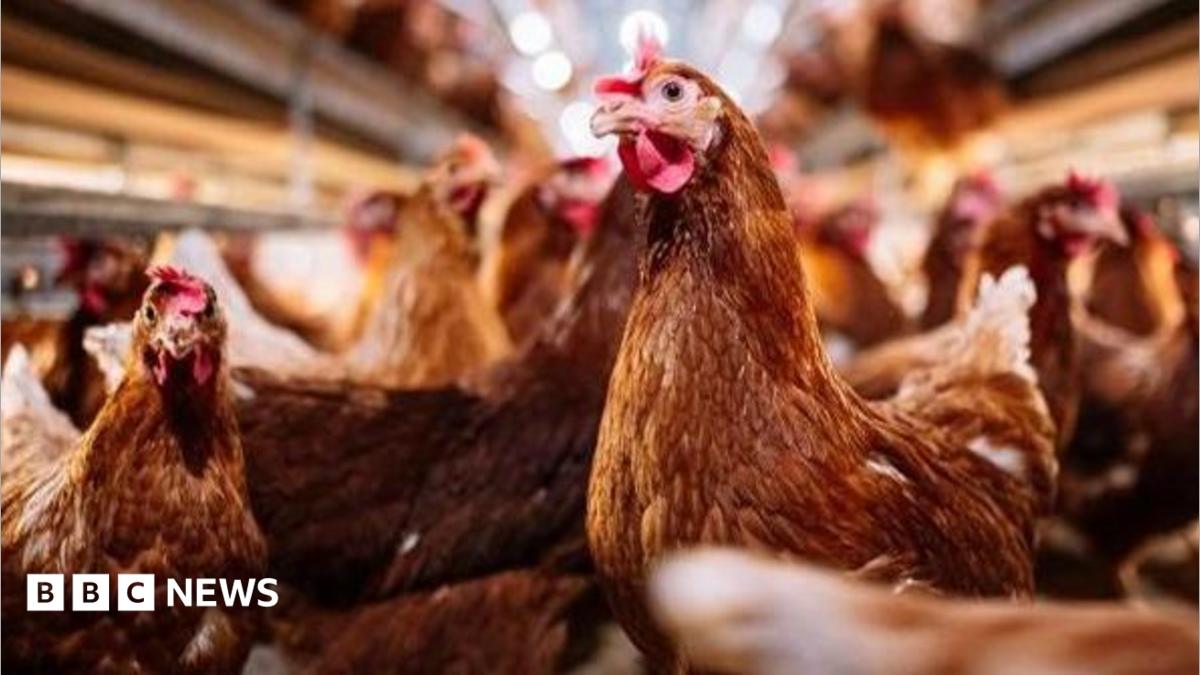 AI technology for egg farms gets £2.6m funding boost - BBC News