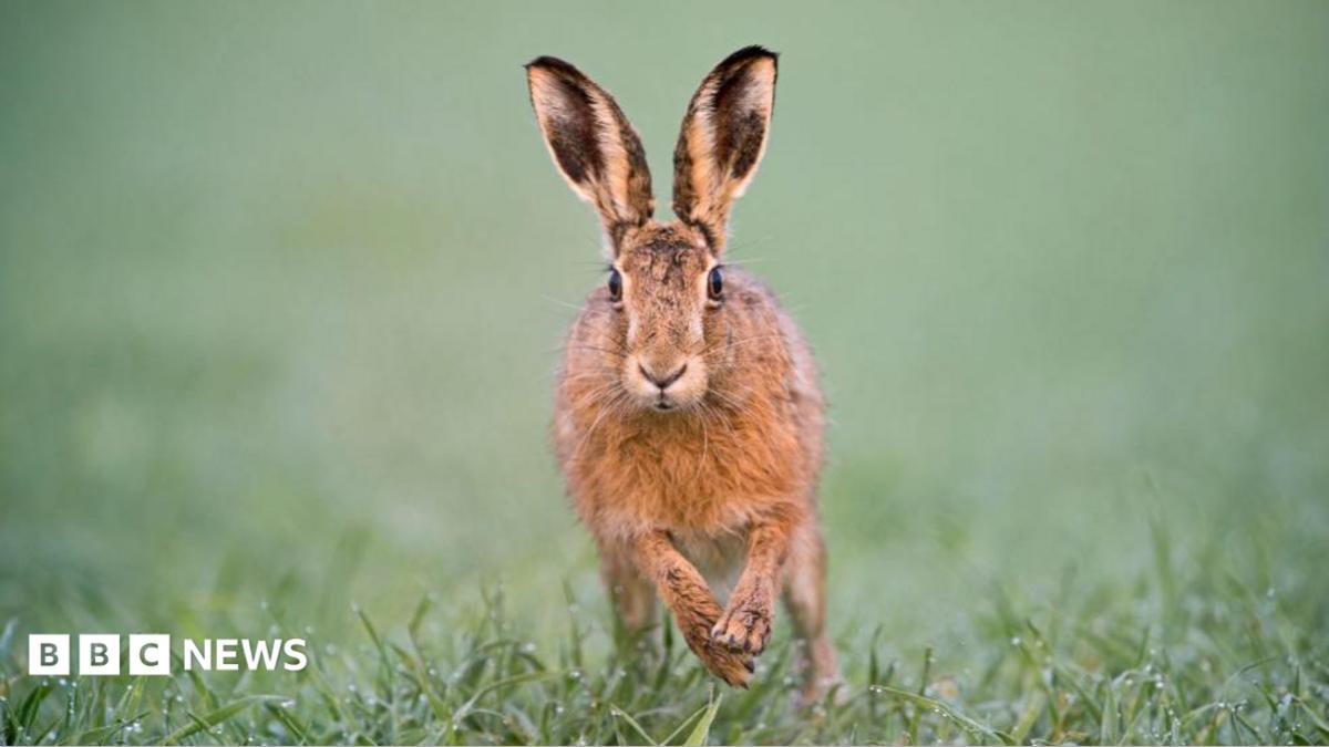 Dog bans and fines for two charged under new hare coursing law - BBC News