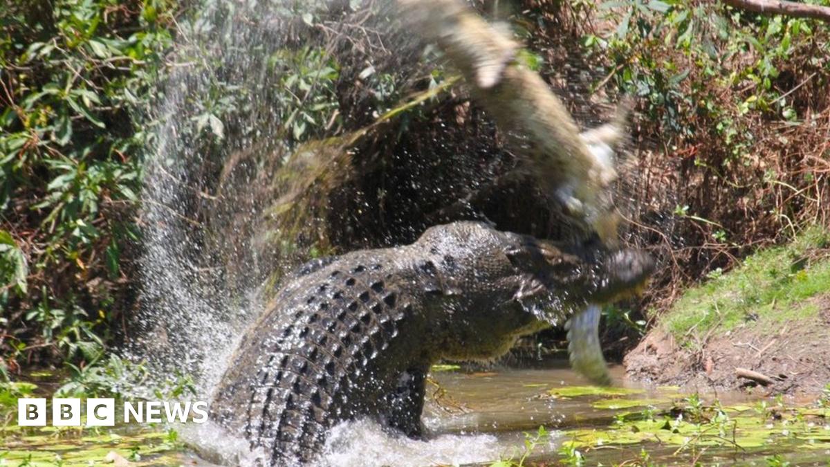 Crocodile cannibal caught on camera in 'horrifying' attack - BBC News