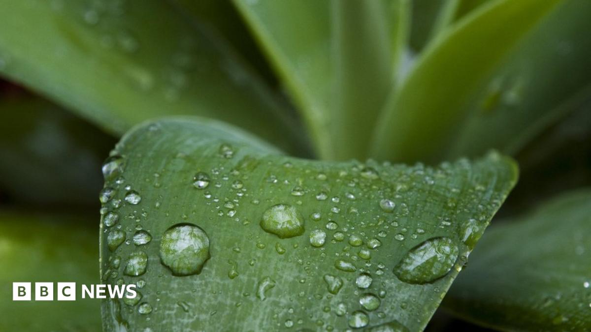 Petrichor: why does rain smell so good? - BBC News