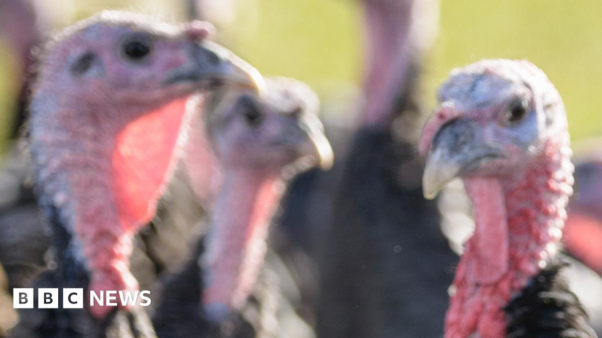Christmas hope for turkey farmers as bird flu cases drop - BBC News