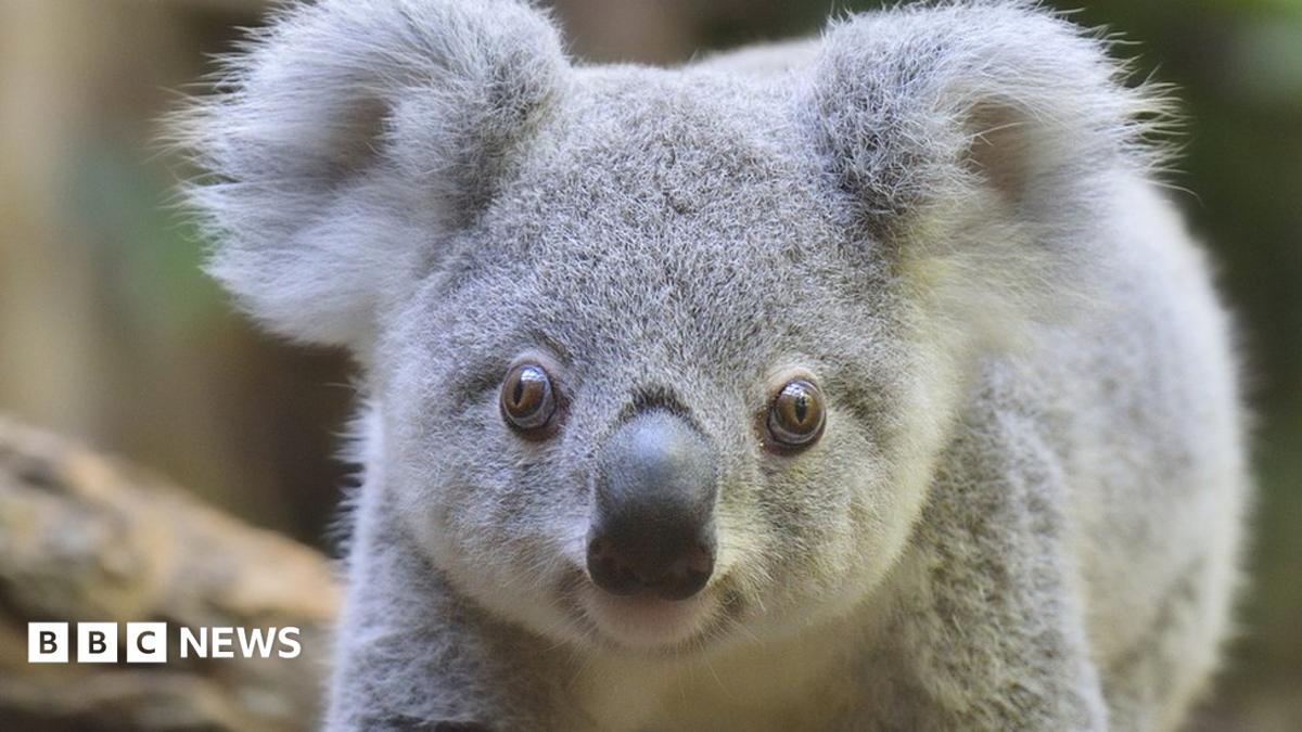 'Koala war' splits Australia's New South Wales government - BBC News