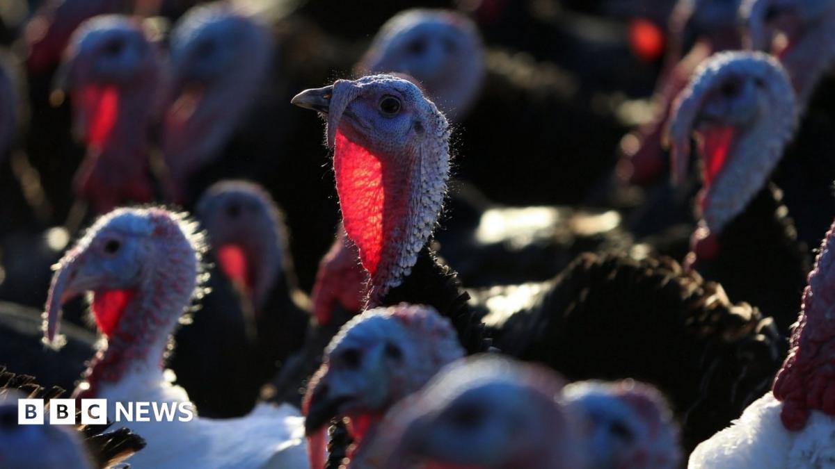 Avian flu outbreak: Thousands of turkeys culled in Lancashire - BBC News